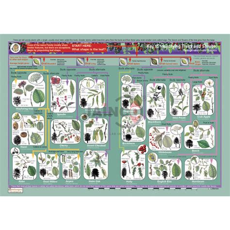 Key To Identifying Common Grasses India Manufacturers Suppliers