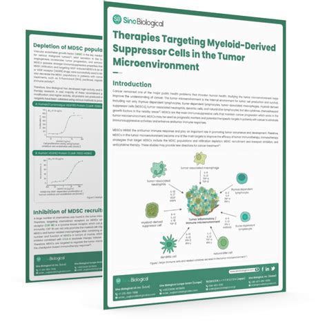 Therapies Targeting Myeloid Derived Suppressor Cells In The Tumor