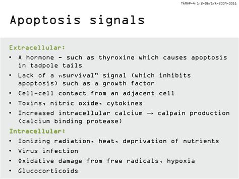 Ppt Apoptosis Pathways Powerpoint Presentation Free Download Id
