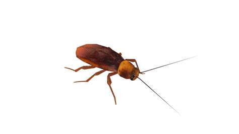 Cockroach 3d Model By 2809b12 Sketchfab