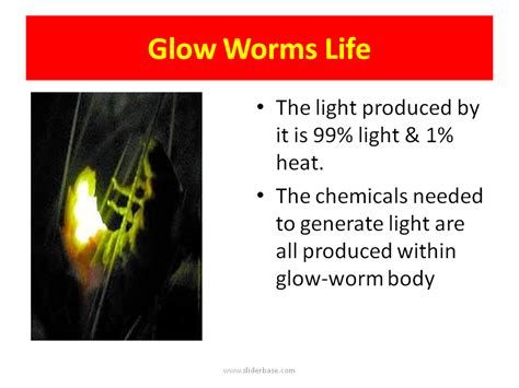 Glow Worms Presentation Biology