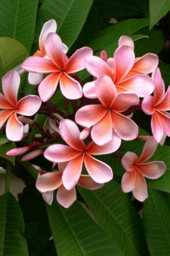 Plumeria Stem Rot 1 Best Identification And Prevention Guide