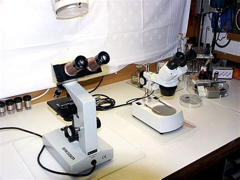 Stereo Microscope Vs Compound Microscope Similarities And Differences Stereo Microscope
