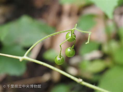 生態園の自然ヒヨドリジョウゴ実