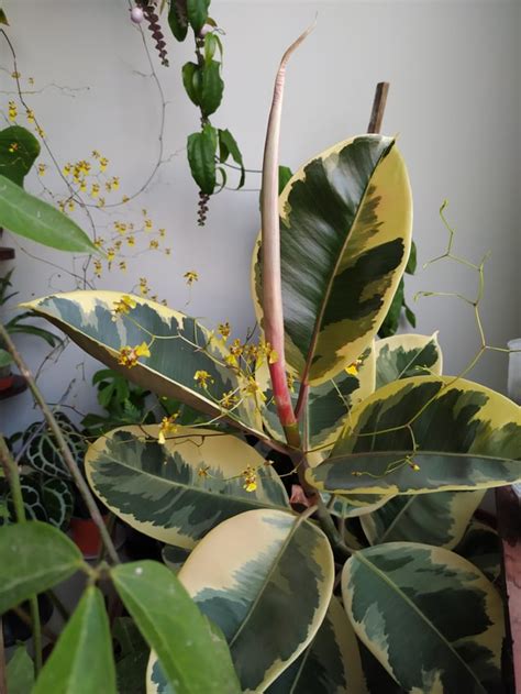 2 Oncidiums Currently In Bloom 🙌 Rorchids