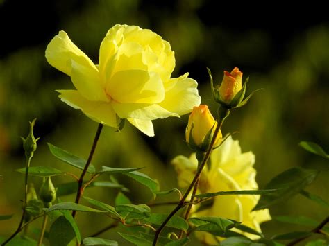 장미 노란색 꽃 Pixabay의 무료 사진 Pixabay