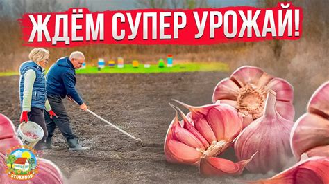 Посадили чеснок и приготовили аварский хинкал. - YouTube