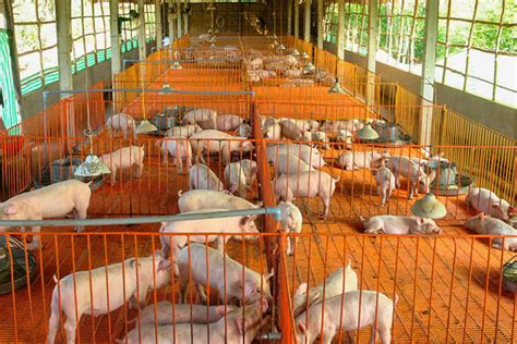 Phía Sau Chuyện Tăng Giá Heo Hơi Tin Tức Chăn Nuôi Tạp Chí Chăn