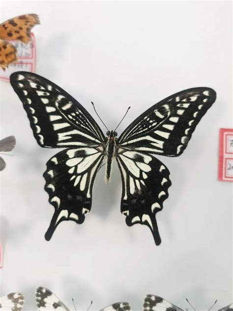 丰台区生物多样性家底更加丰厚！物种保护生态