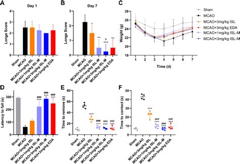 Neuroprotection By The Treatment Of ISL M In MCAO Induced Ischemic And