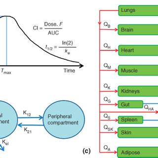 Perfusion Vs Permeability Rate Limited Tissue Models A Perfusion Download Scientific
