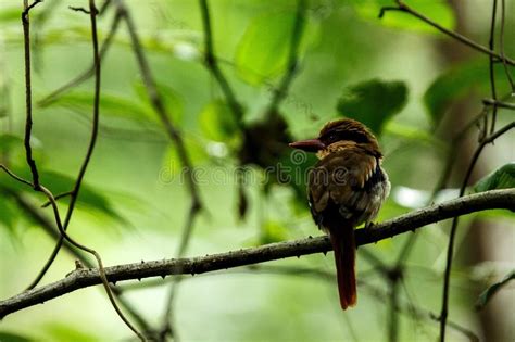 Percas Del Mart N Pescador De La Lila En Una Rama En La Selva Indonesia