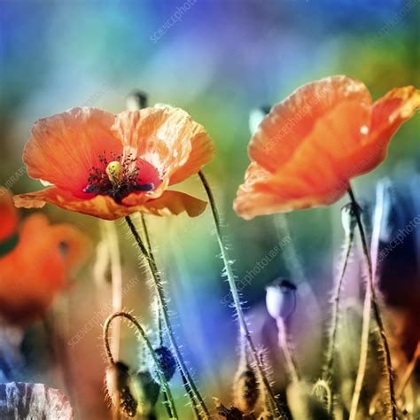 Red Poppies Stock Image F009 0867 Science Photo Library