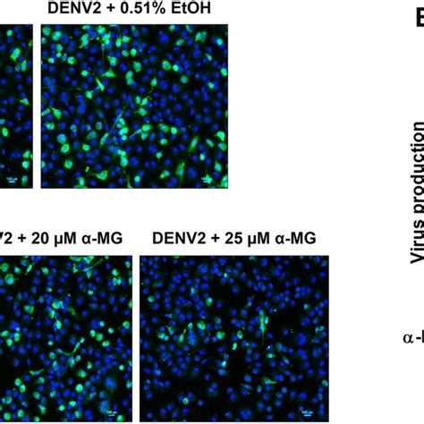 Inhibitory Effect Of α Mg On Denv2 Infection And Production In Immature