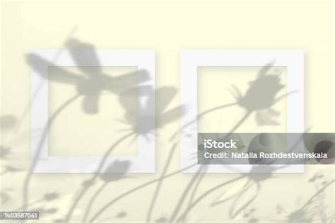 자연광은 노란색 사실 배경에 누워있는 하얀 질감의 종이 2 평방 프레임에 꽃 코스메아의 그림자를 던집니다 식물 그림자의 오버레이로 모의 0명에 대한 스톡 사진 및 기타