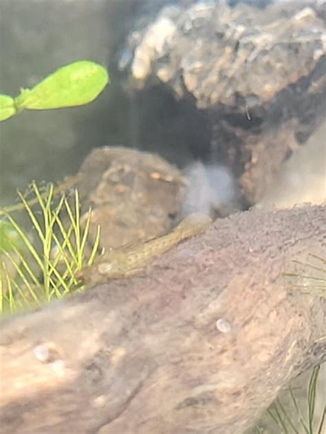 Can Someone Help Me Identify These Larvae Rwhatisthisanimal