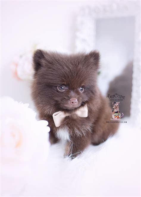 Brown Pomeranian Teacup Puppies