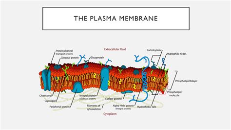 Solution Cell Membrane Notes Structure Functions And Transport
