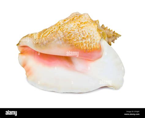 Queen Conch Shell Hi Res Stock Photography And Images Alamy