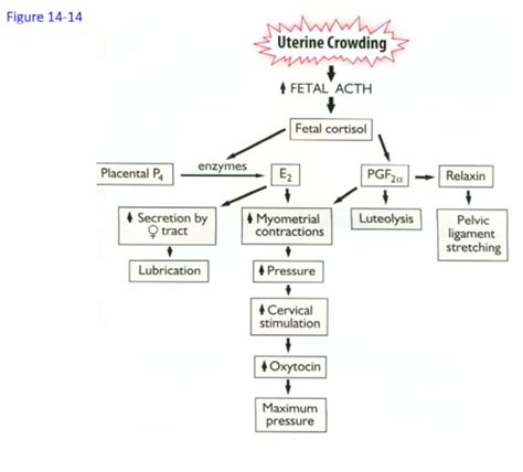 Repro Lecture Exam 3 Parturition And Lactational Physiology Flashcards