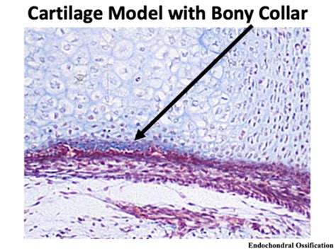 Bio 324 Intramembranous Endochondral Ossification Exam 2 Flashcards Quizlet
