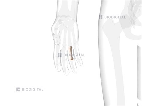 Proximal Phalanx Of Right Ring Finger Biodigital Anatomy