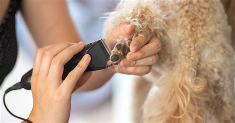 肉球の役割とトラブル コラム 府中のトリミングサロンなら【dog Salon Puchi】