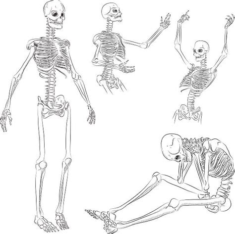 150 Drawing Of The Humerus Bone Anatomy Stock Illustrations Royalty