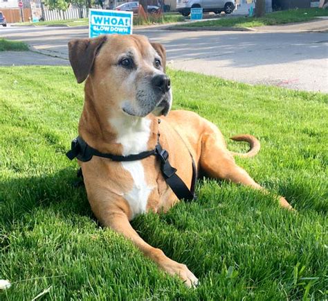 Hoppy Ampuversay Baxter Tripawds Foundation