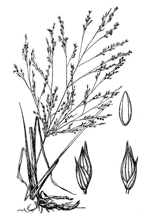 Switchgrass Bamert Seed