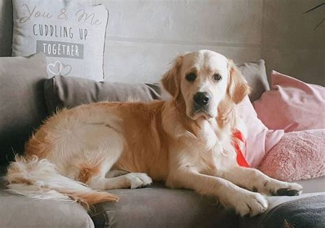 Rezidenca Kodra E Diellit On Instagram “keni Vendosur Që Të Bëni Pjesë Të Familjes Një Qenush