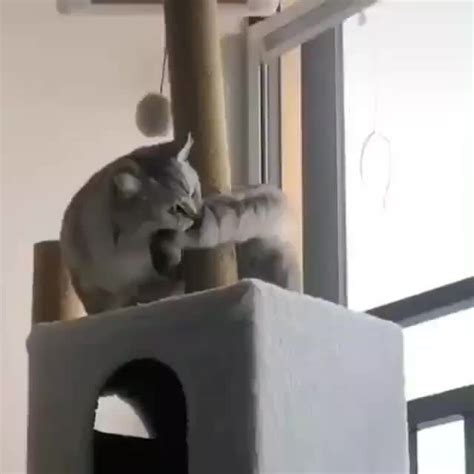 hmc while i loop de loop r holdmycatnip