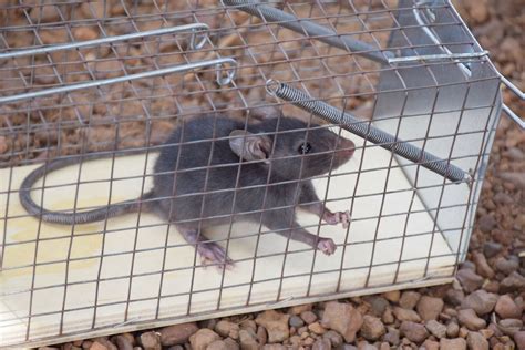 Should I Use Rat Traps A Guide By South Shore Ipm