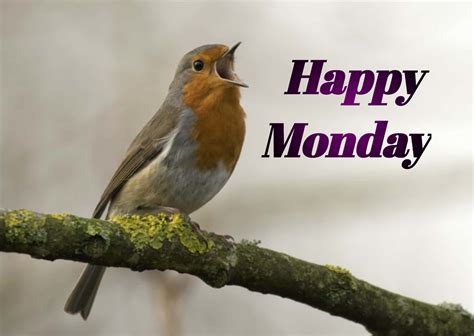 [100 ] Happy Monday Pictures
