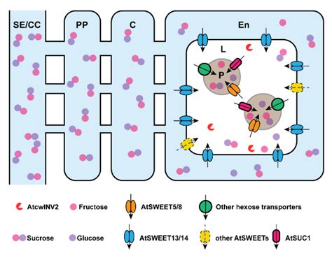 Schematic Representation Of The Role Of AtSWEET13 14 During Apoplasmic