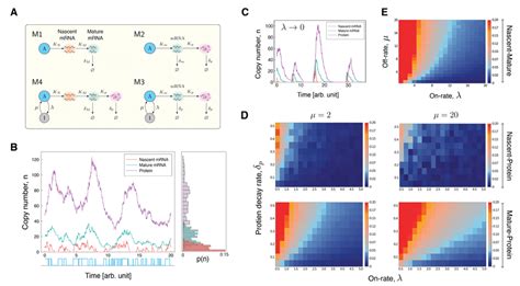 A Stochastic Models Of Gene Expression The Model M1 Is The Simplest Download Scientific