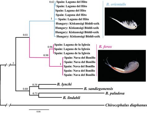 Phylogenetic Hypothesis Based On Bayesian Inference Analyses Of The
