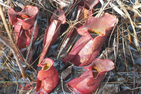 Wetland Plants Id For Collection Flashcards Quizlet