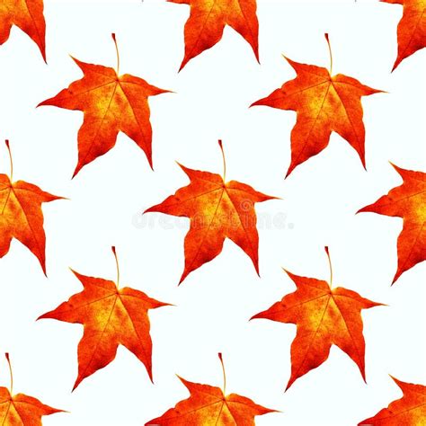 A Repeating Pattern Of Red Maple Leaves On A White Background Stock Image Image Of Pattern