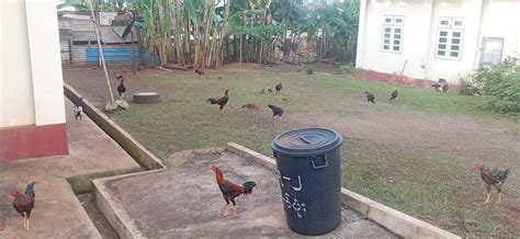 ကြက်မွေးရတာလဲမလွယ် မြန်မာ့တိုက်ကြက်ခြံ အရောင်းသီးသန့် Facebook