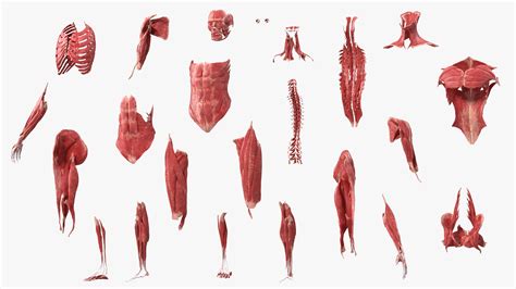 Female Muscle System 3d Model 179 3ds Blend C4d Fbx Max Ma