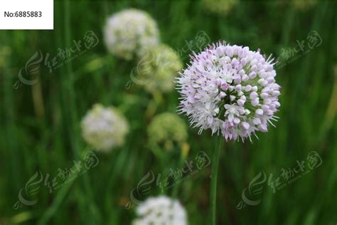 盛开的刺儿菜高清图片下载红动中国