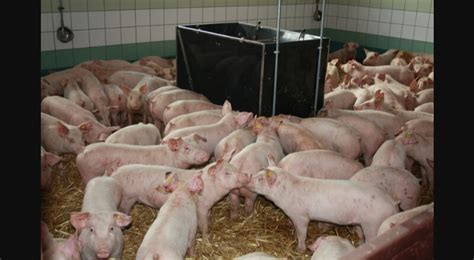 Продам поросята купити поросята — Agro Ukraine