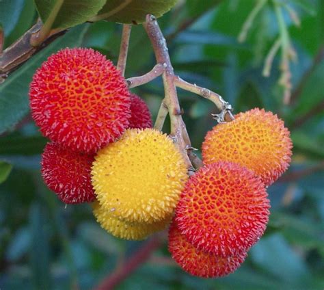 Strawberry Tree Plants For Spaces