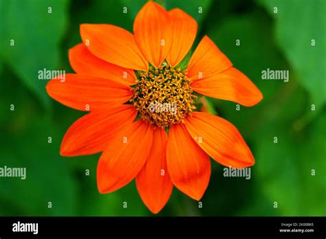 Mexican Sunflower Tithonia Rotundifolia Torch On Green Background