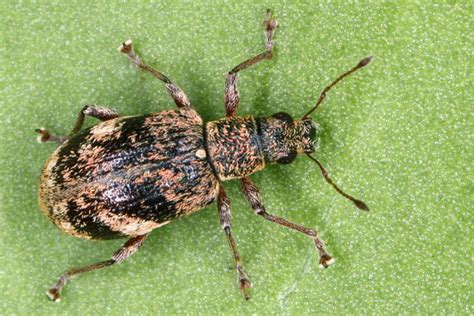 Polydrusus Sparsus Wiederfund Für Deutschland