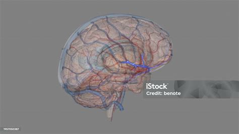 Las Venas Cerebrales Medias La Vena Cerebral Media Superficial Y La