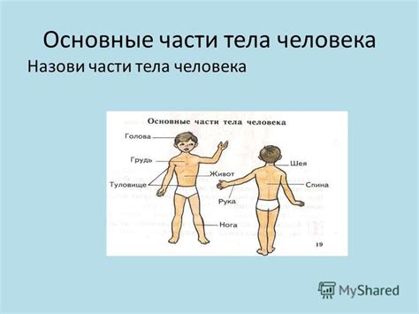 Презентация на тему Твой организм 1 4 класс Автор учитель
