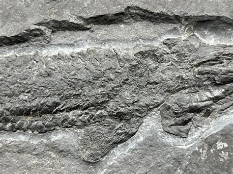 T625 骨鱗魚 石青