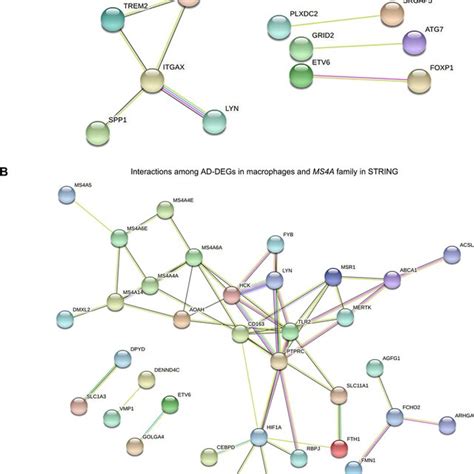 Proteinprotein Interaction Network Analysis A Protein Interactions
